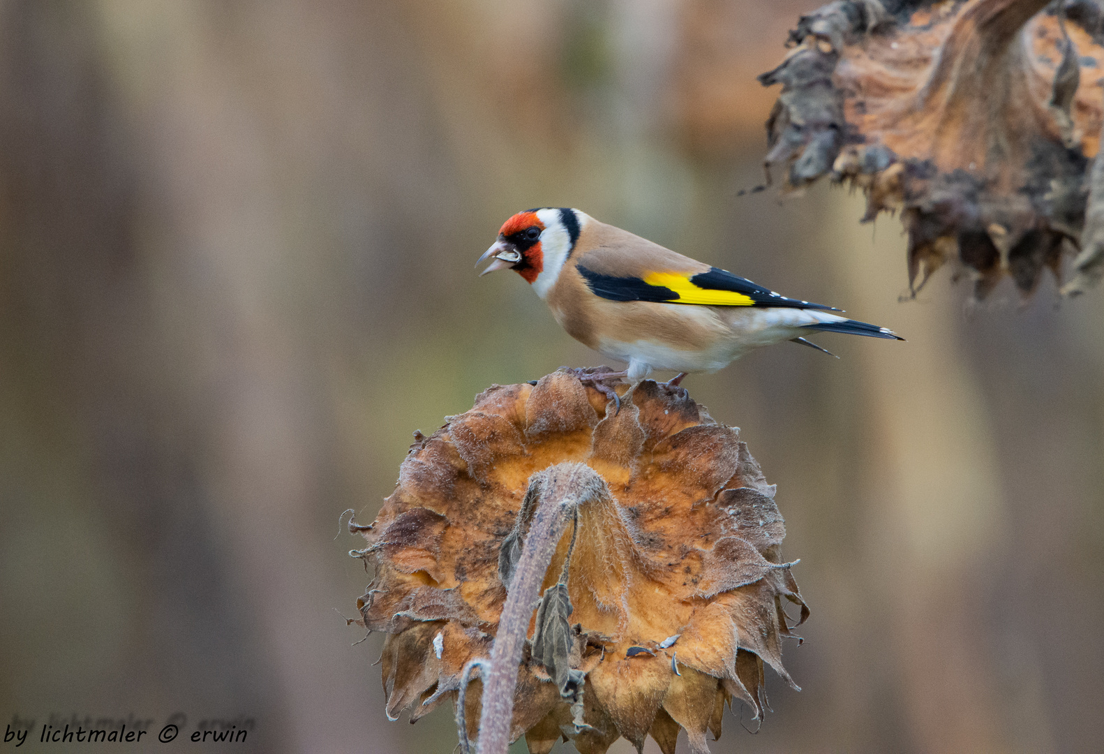 Stiglitz oder Distelfink Foto & Bild | tiere, wildlife, wild lebende ...