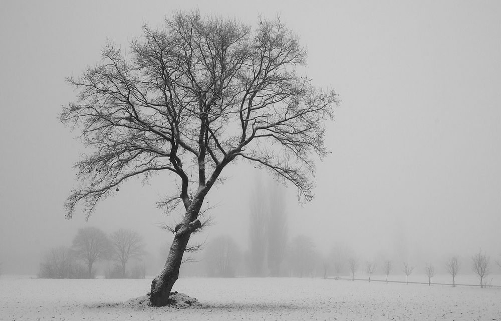 Stille Foto & Bild | winter, schnee, natur Bilder auf fotocommunity