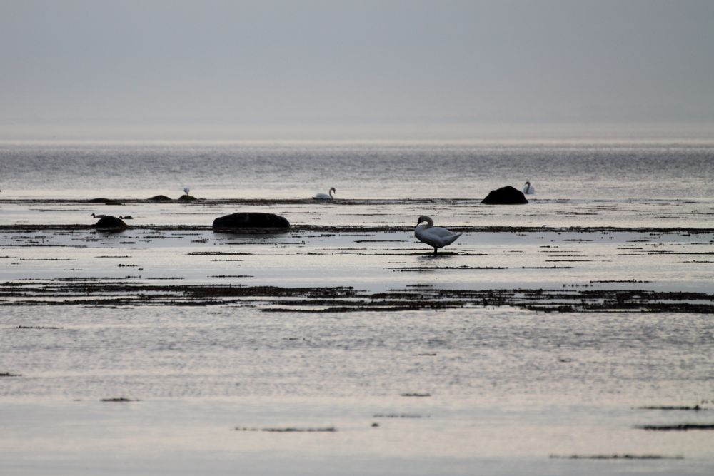 stille Wasser Foto & Bild | landschaft, meer & strand, schweden Bilder ...