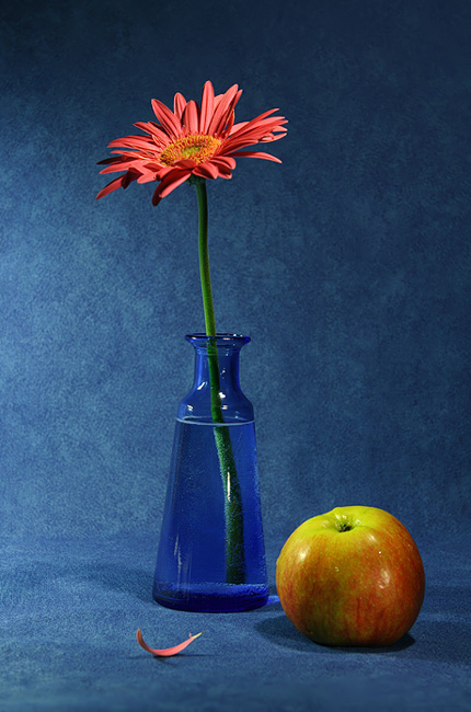 Stilleben mit der Blume und dem Apfel Foto & Bild | stillleben ...