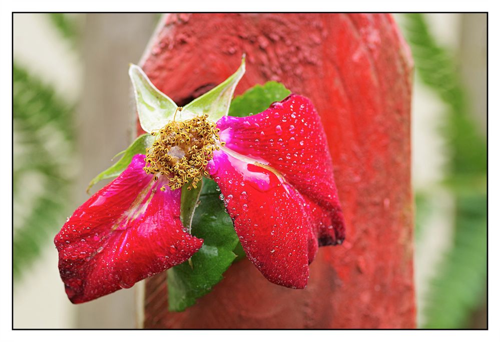 Stilleben Rose Foto & Bild | abstraktes, sonstiges, natur-kreativ ...