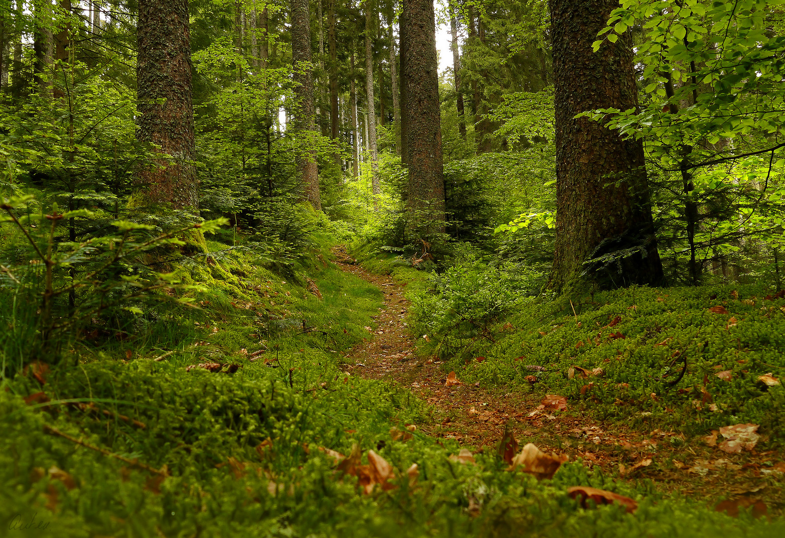 Stiller Pfad... Foto & Bild | wege & pfade, waldweg, pfad Bilder auf ...