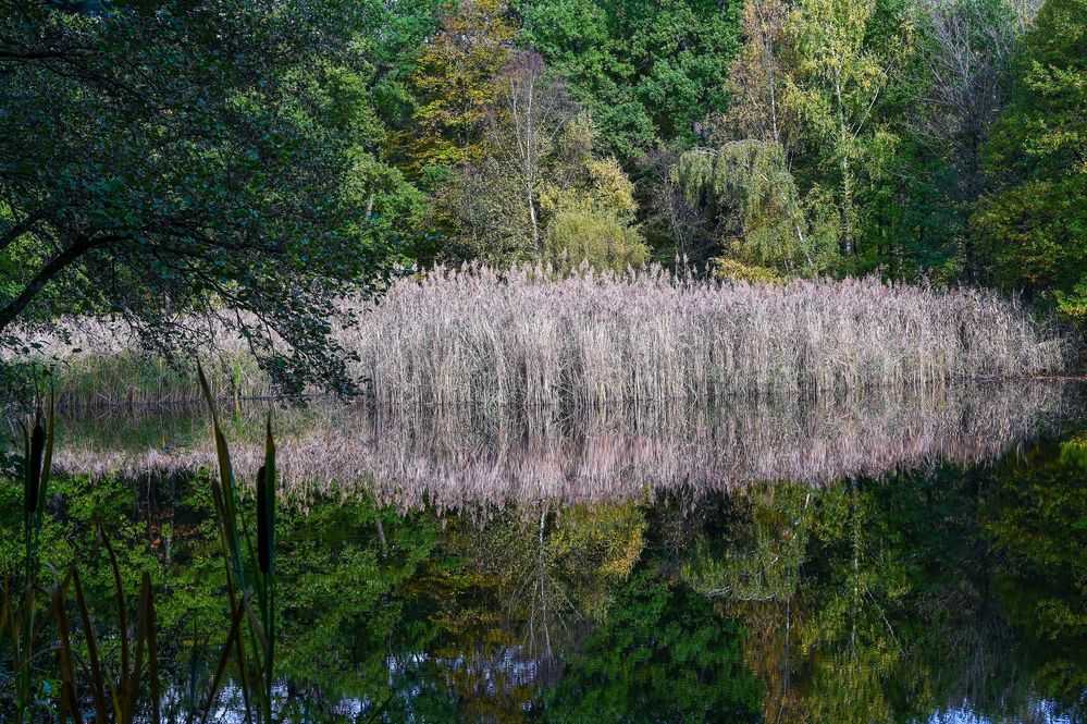 Stilles Wasser Foto & Bild | spezial, schilf, teich Bilder auf ...