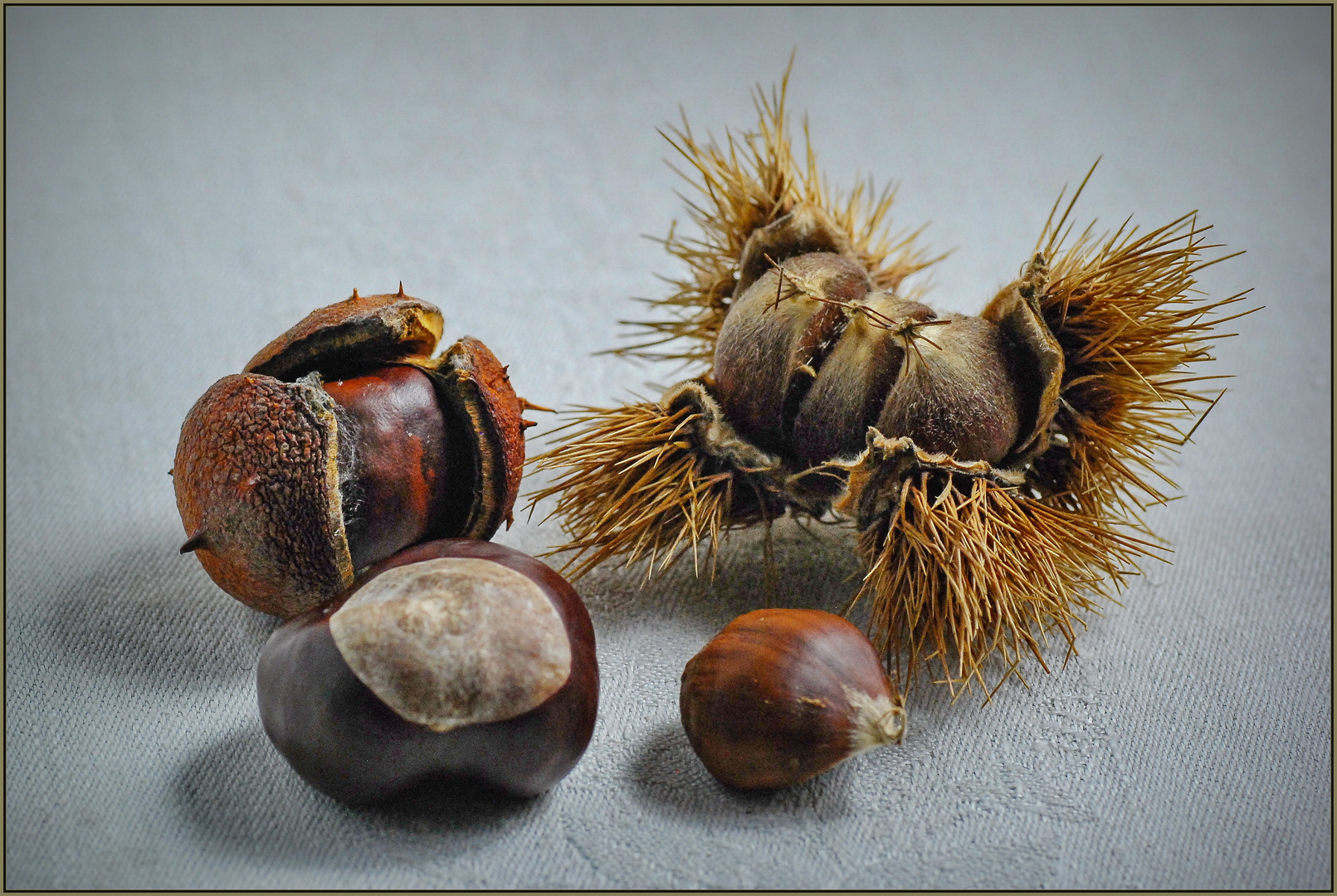 Stillleben mit Edelkastanien Foto & Bild | natur, stillleben ...