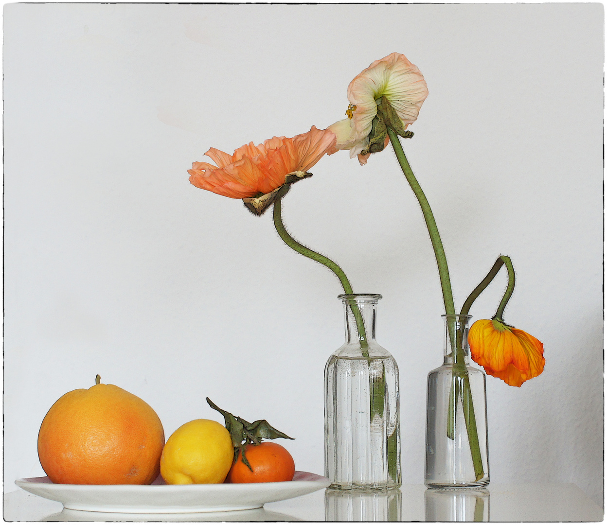 Stillleben mit Mohn und Früchten Foto & Bild | stillleben, mohn ...