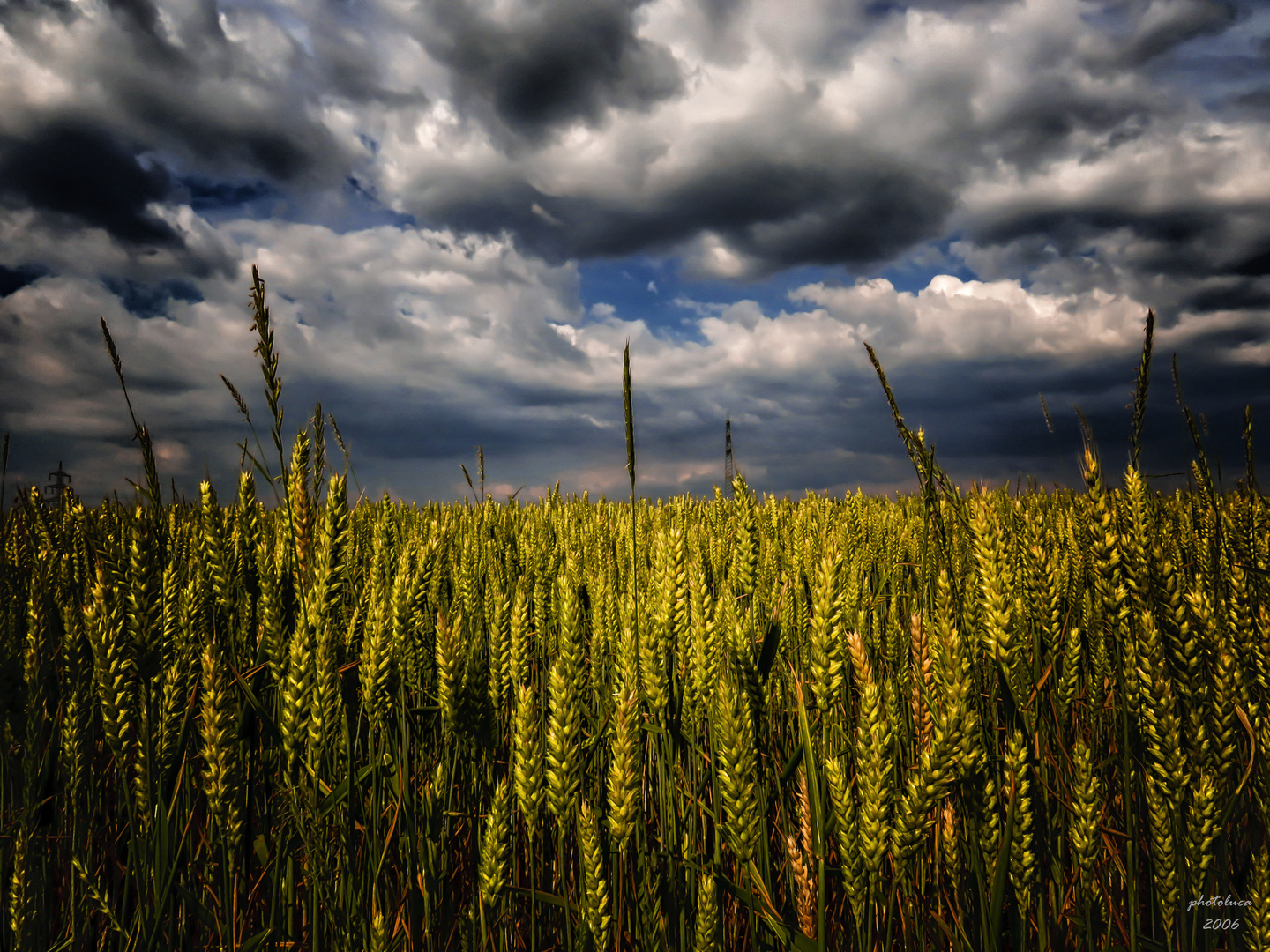 stimmungsvolles Getreidefeld Foto & Bild | landschaft, Äcker, felder ...