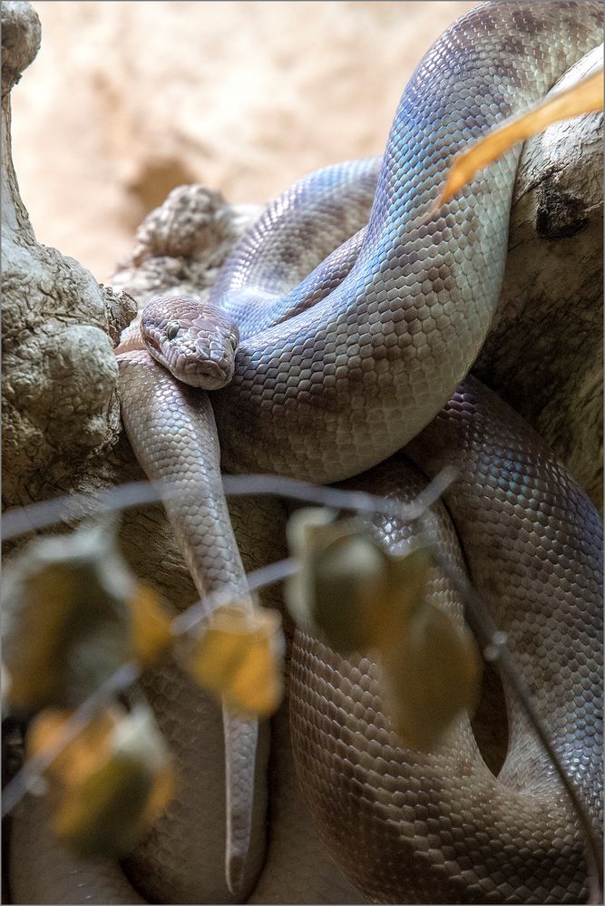 Stimson Python Foto & Bild | tiere, zoo, wildpark & falknerei ...