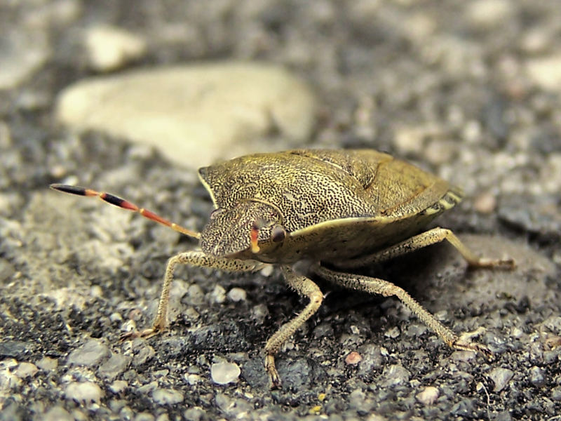 Stinke Käfer Foto & Bild | tiere, wildlife, insekten Bilder auf ...