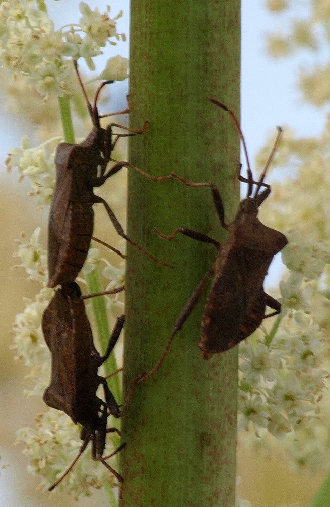 Stinkekäfer 3 JJ Foto & Bild | tiere, natur Bilder auf fotocommunity