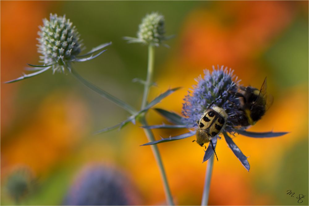 Stinker Foto & Bild | sommer, natur, fine art Bilder auf fotocommunity