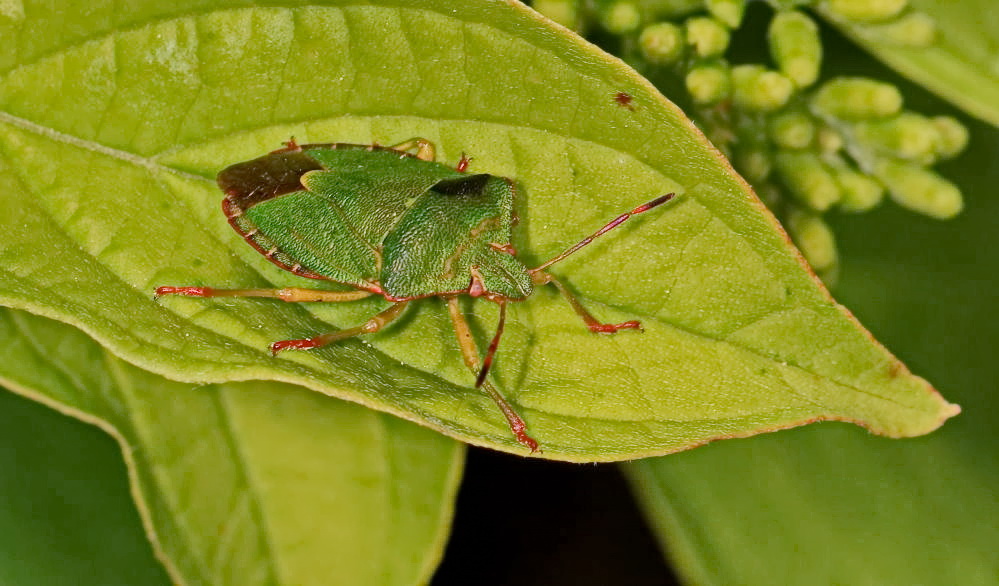 Stinkwanze Foto & Bild | andere insekten, fotos, makro Bilder auf ...