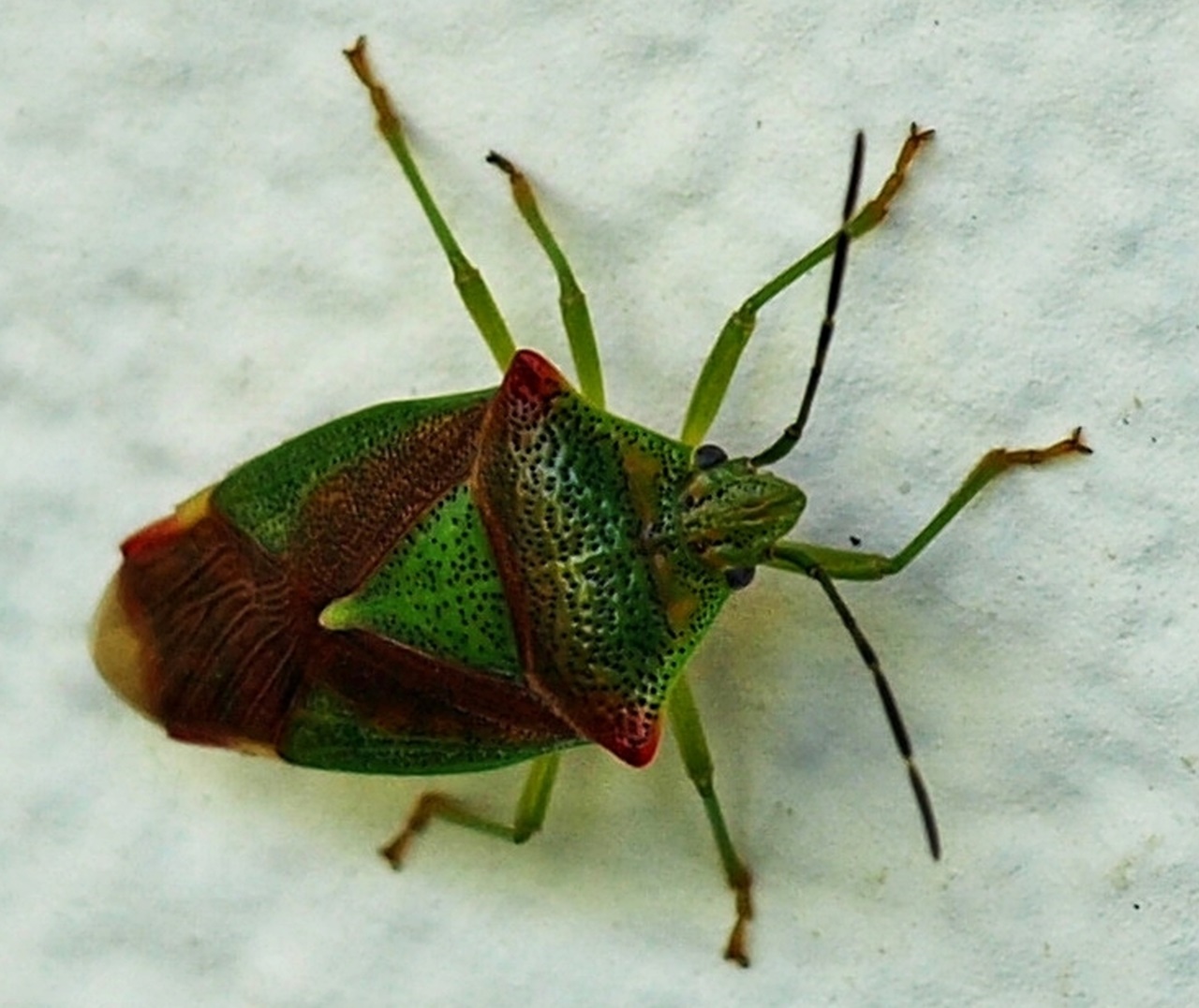 Stinkwanze Foto & Bild | tiere, wildlife, wildlife: sonstige tiere ...