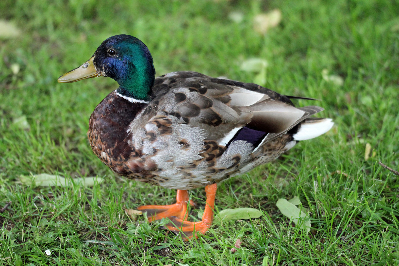 Stockente -Erpel- Foto & Bild | natur, entenvögel, tiere Bilder auf ...