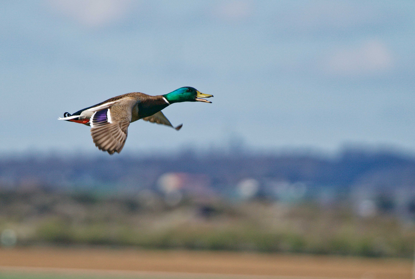 Stockente, Erpel Foto & Bild | tiere, wildlife, wild lebende vögel ...