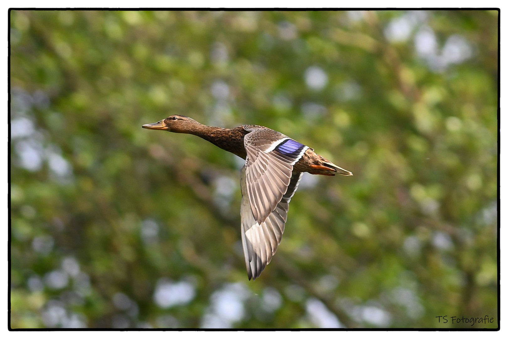 Stockente im Flug Foto & Bild | tiere, wildlife, wild lebende vögel ...