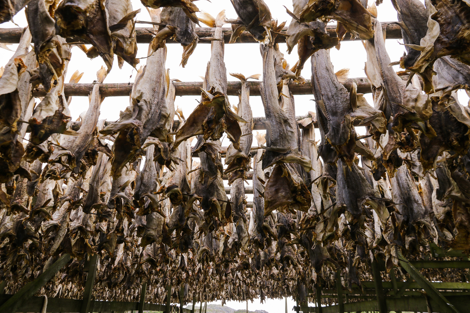 Stockfisch in Henningsvaer Foto & Bild | fotos, world, landschaft ...