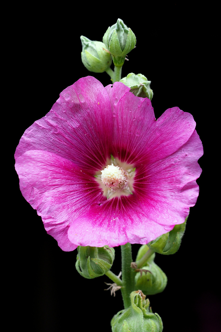 stockrose Foto & Bild | natur, blumen, motive Bilder auf fotocommunity