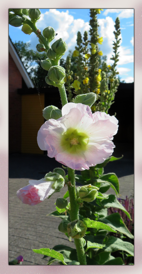Stockrose ... Foto & Bild | sommer, outdoor, grün Bilder auf fotocommunity