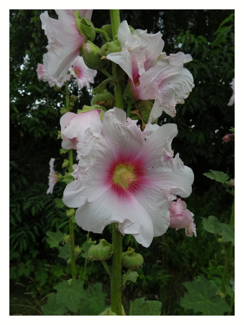 Stockrose ... Foto & Bild | grün, natur, blume Bilder auf fotocommunity