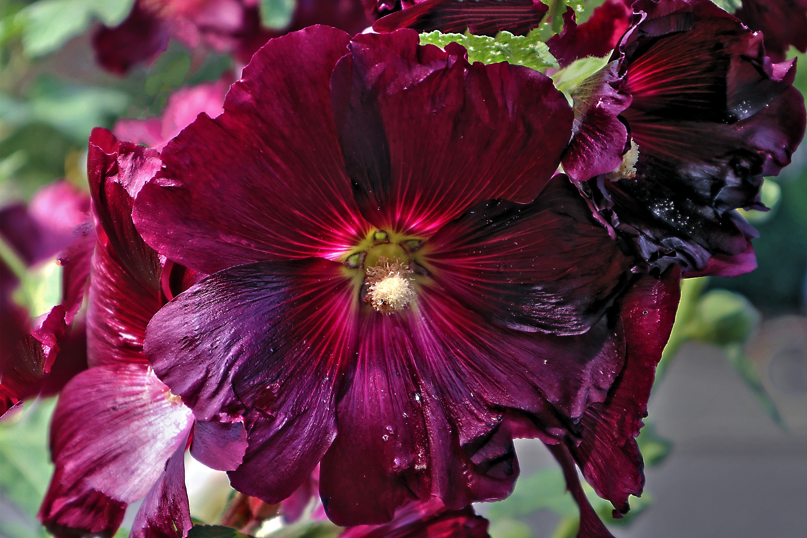 Stockrose Foto & Bild | natur, nahaufnahme, blume Bilder auf fotocommunity