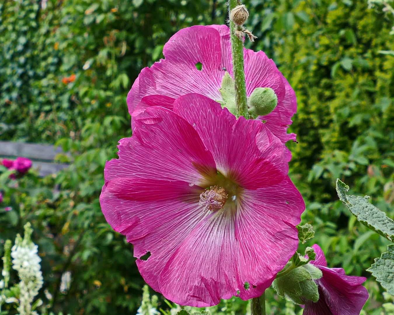 Stockrose Foto & Bild | natur, pflanzen, blüten Bilder auf fotocommunity