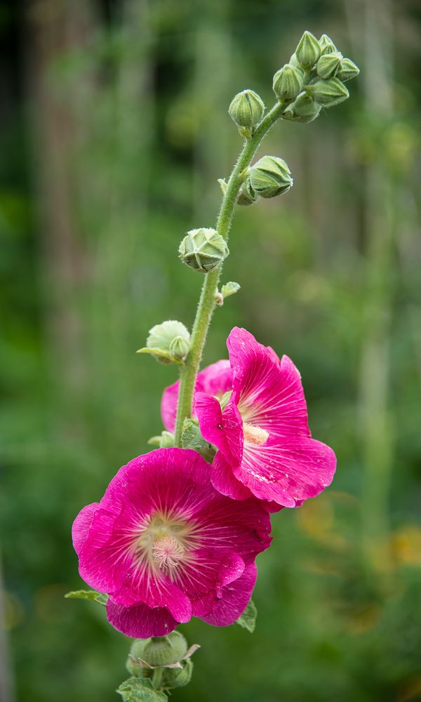 Stockrose Foto & Bild | stockrose Bilder auf fotocommunity