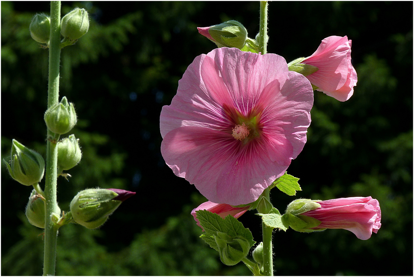 Stockrose Foto & Bild | pflanzen, pilze & flechten, ku nat, natur ...