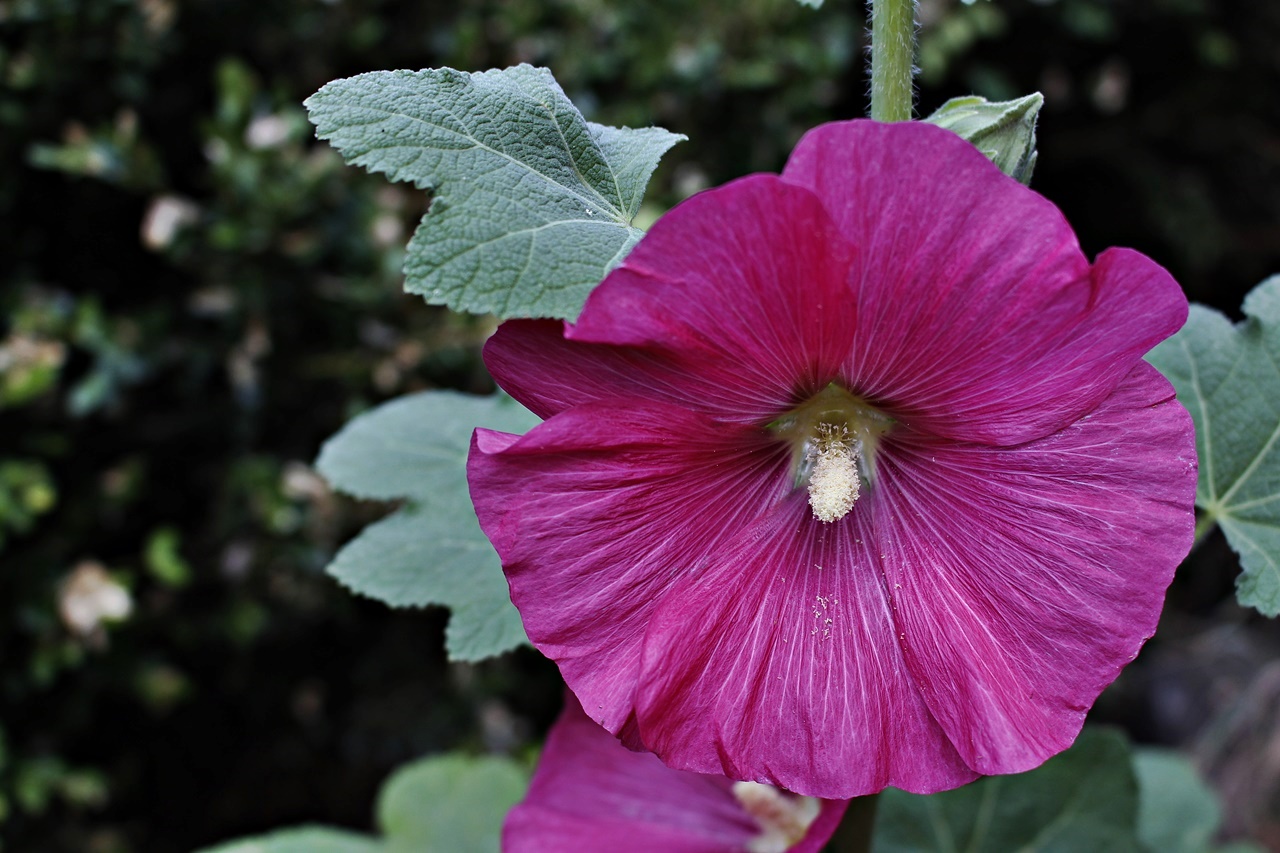 " Stockrose " Foto & Bild | pflanzen, pilze & flechten, blüten ...