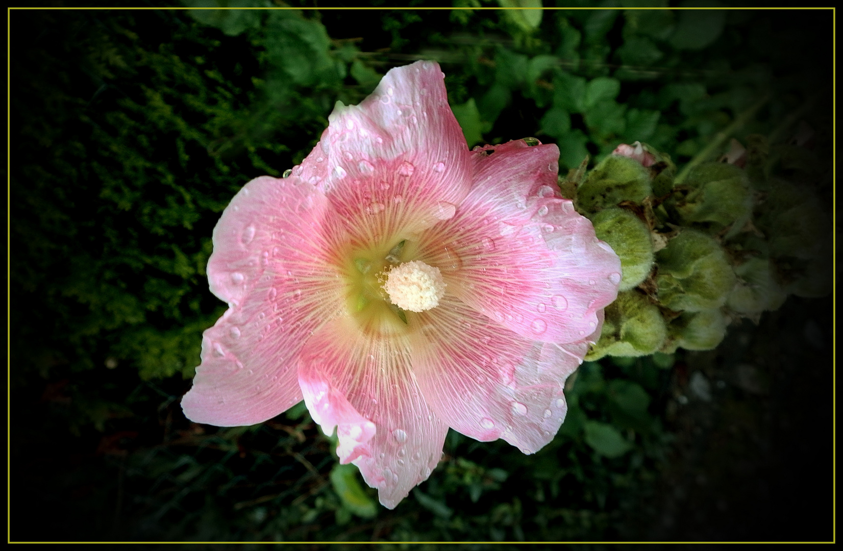Stockrose Foto & Bild | macro , natur, stillleben Bilder auf fotocommunity