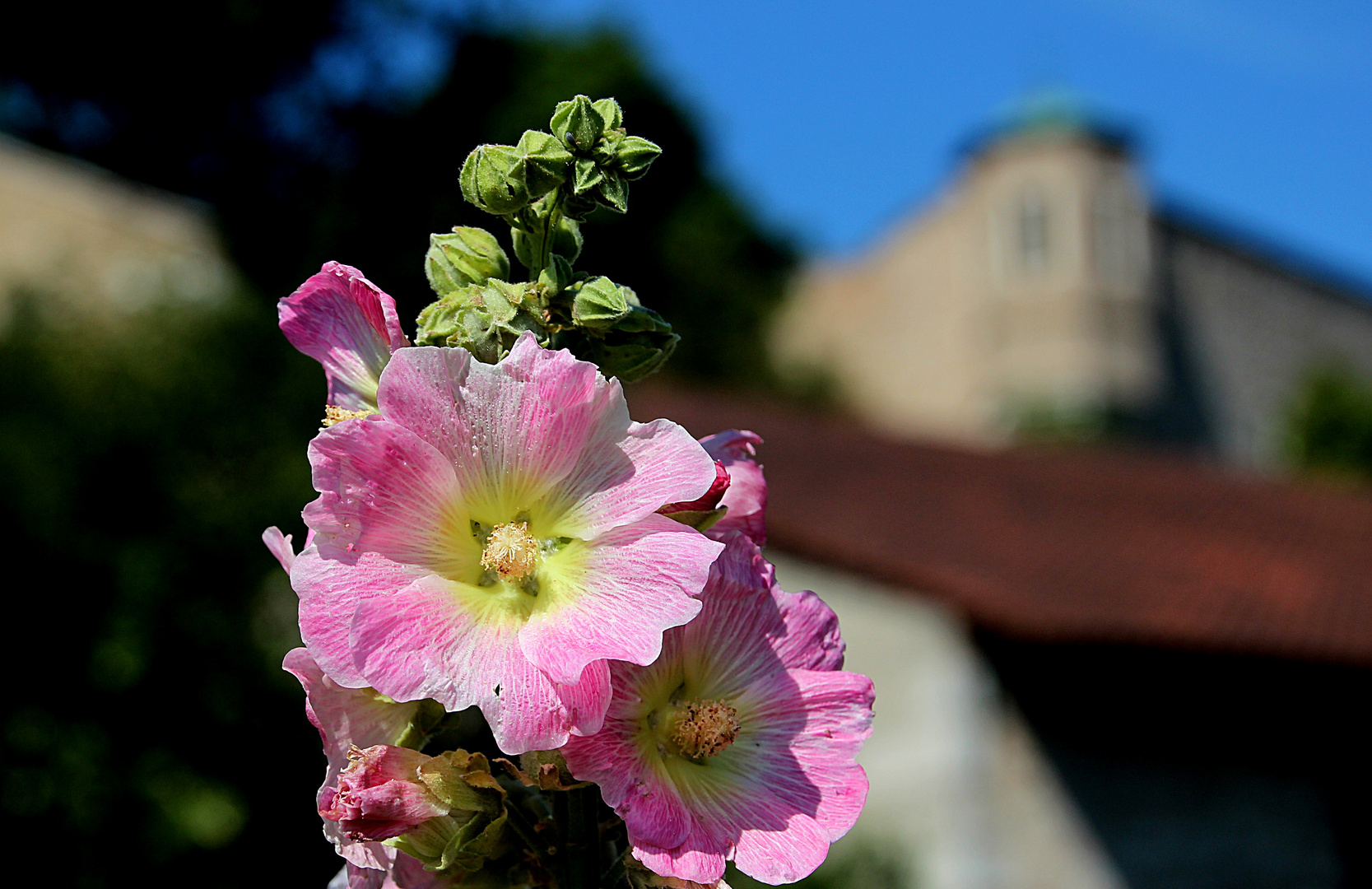 Stockrose Foto & Bild | deutschland, europe, bayern Bilder auf ...