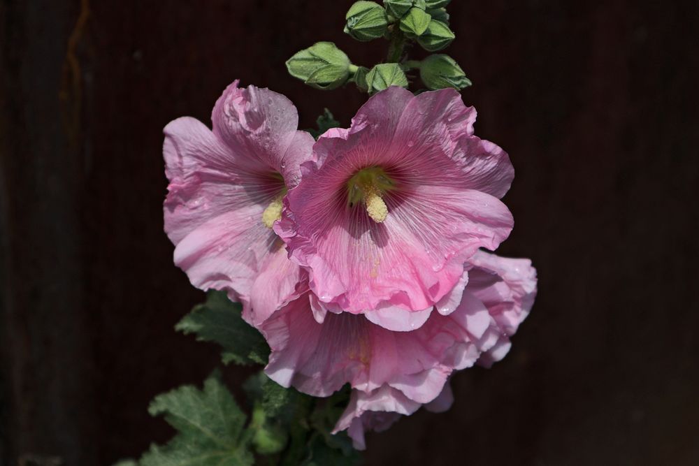 Stockrose rosa Foto & Bild | natur, blume, blumen Bilder auf fotocommunity