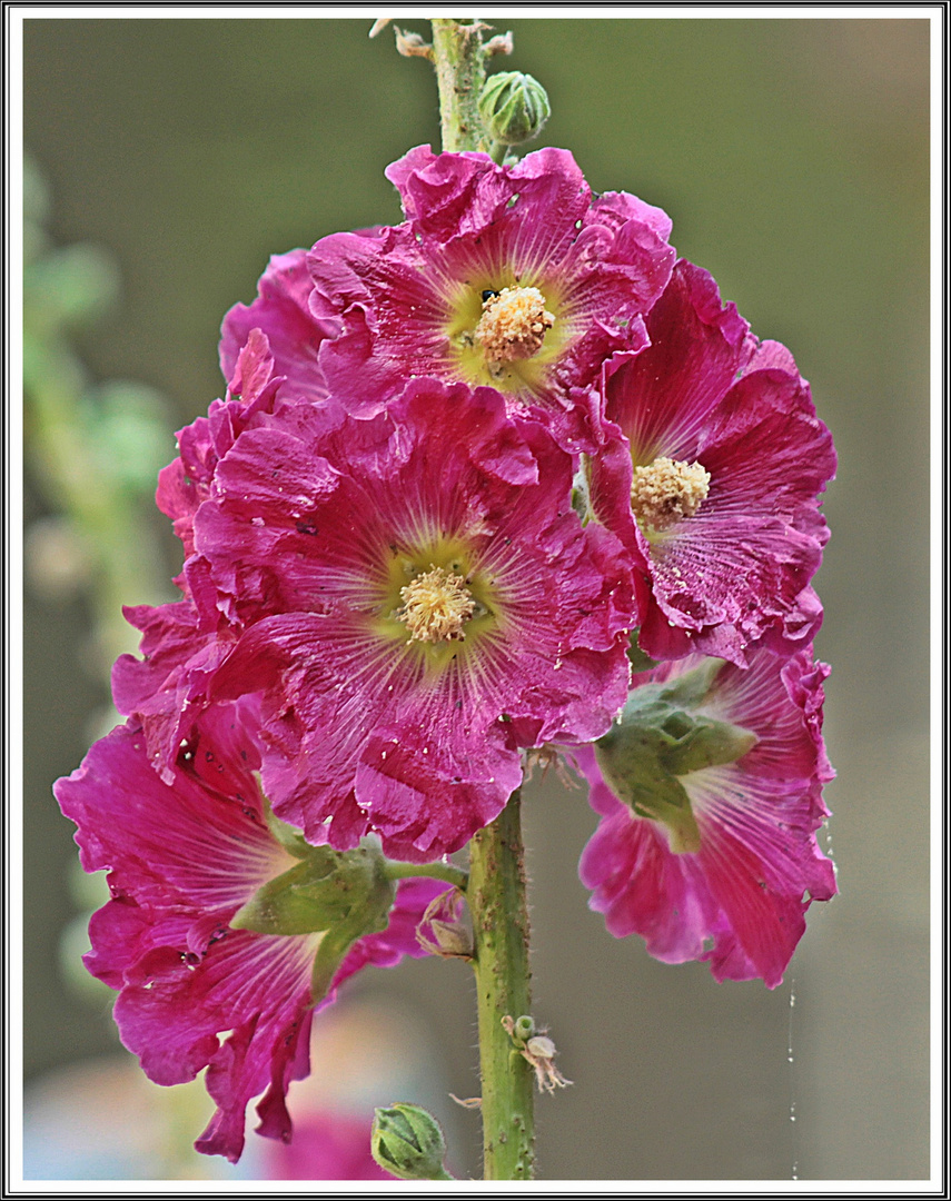 Stockrosen Foto & Bild | pflanzen, pilze & flechten, blüten ...