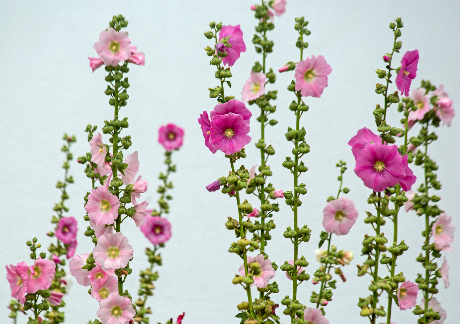 Stockrosen Foto & Bild | abstraktes, pflanzen, pilze & flechten, blüten ...