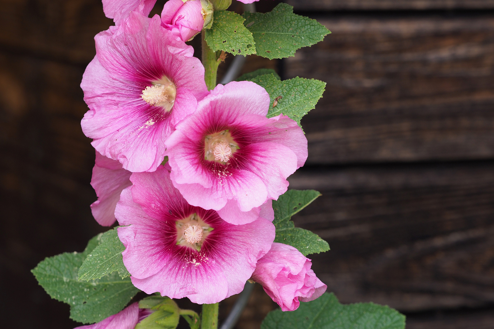stockrosen Foto & Bild | blumen, motive, natur Bilder auf fotocommunity