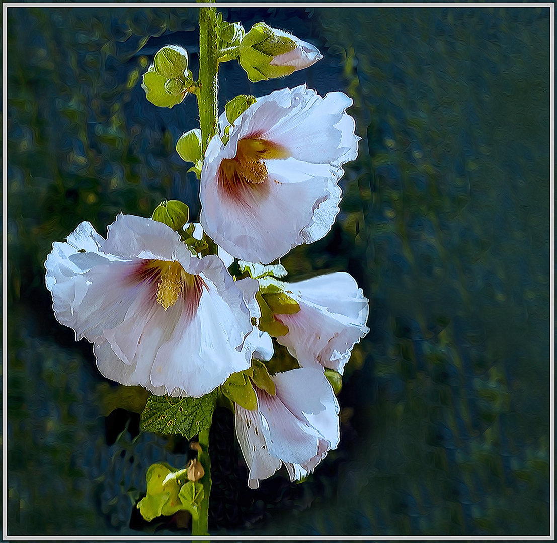 Stockrosen Foto & Bild | blumen , fotos, spezial Bilder auf fotocommunity