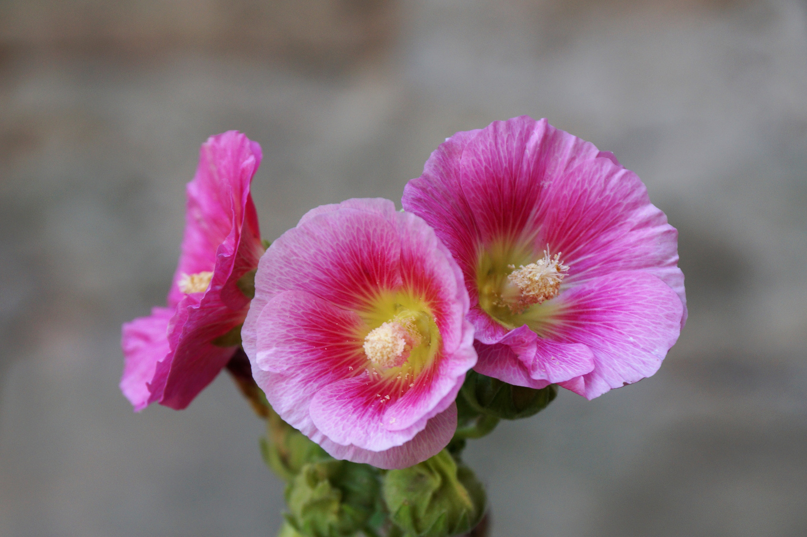 Stockrosen... Foto & Bild | pflanzen, pilze & flechten, blüten ...