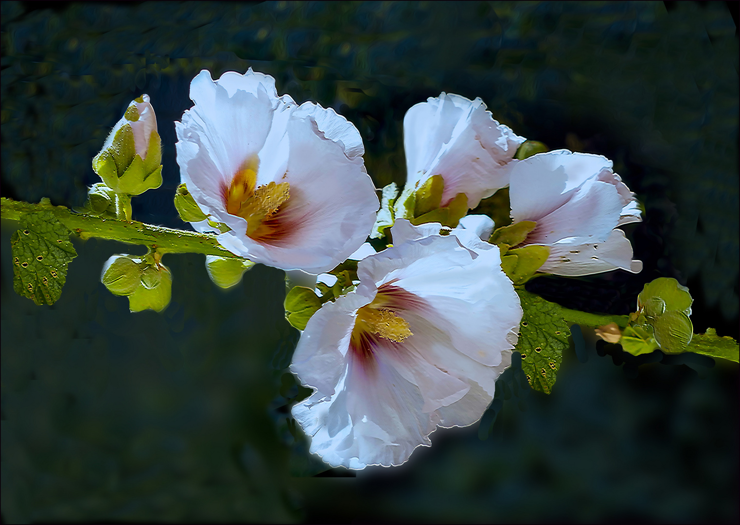 Stockrosen Foto & Bild | blumen , natur, macro Bilder auf fotocommunity