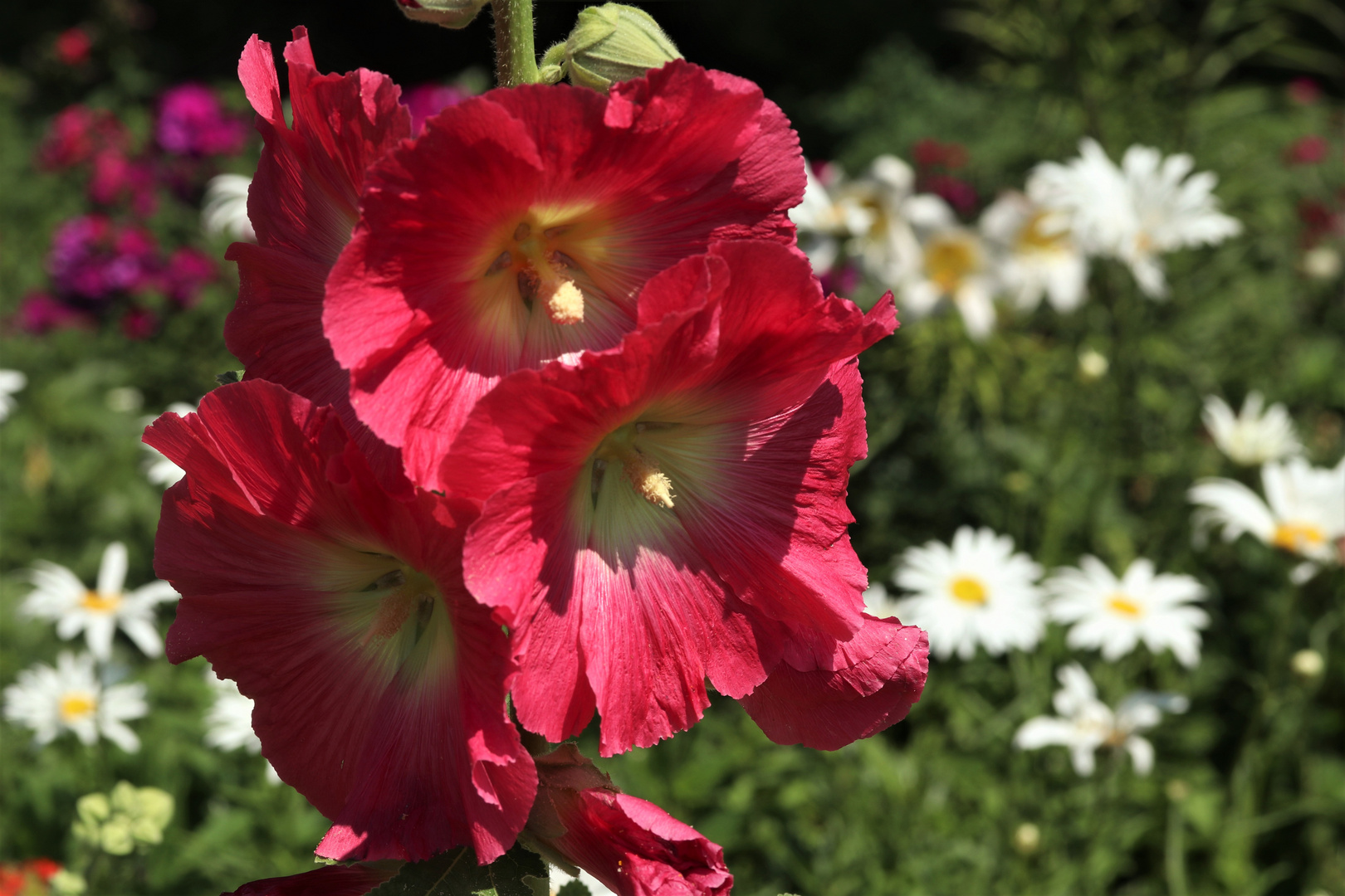 Stockrosen - Zeit Foto & Bild | pflanzen, pilze & flechten, blüten ...