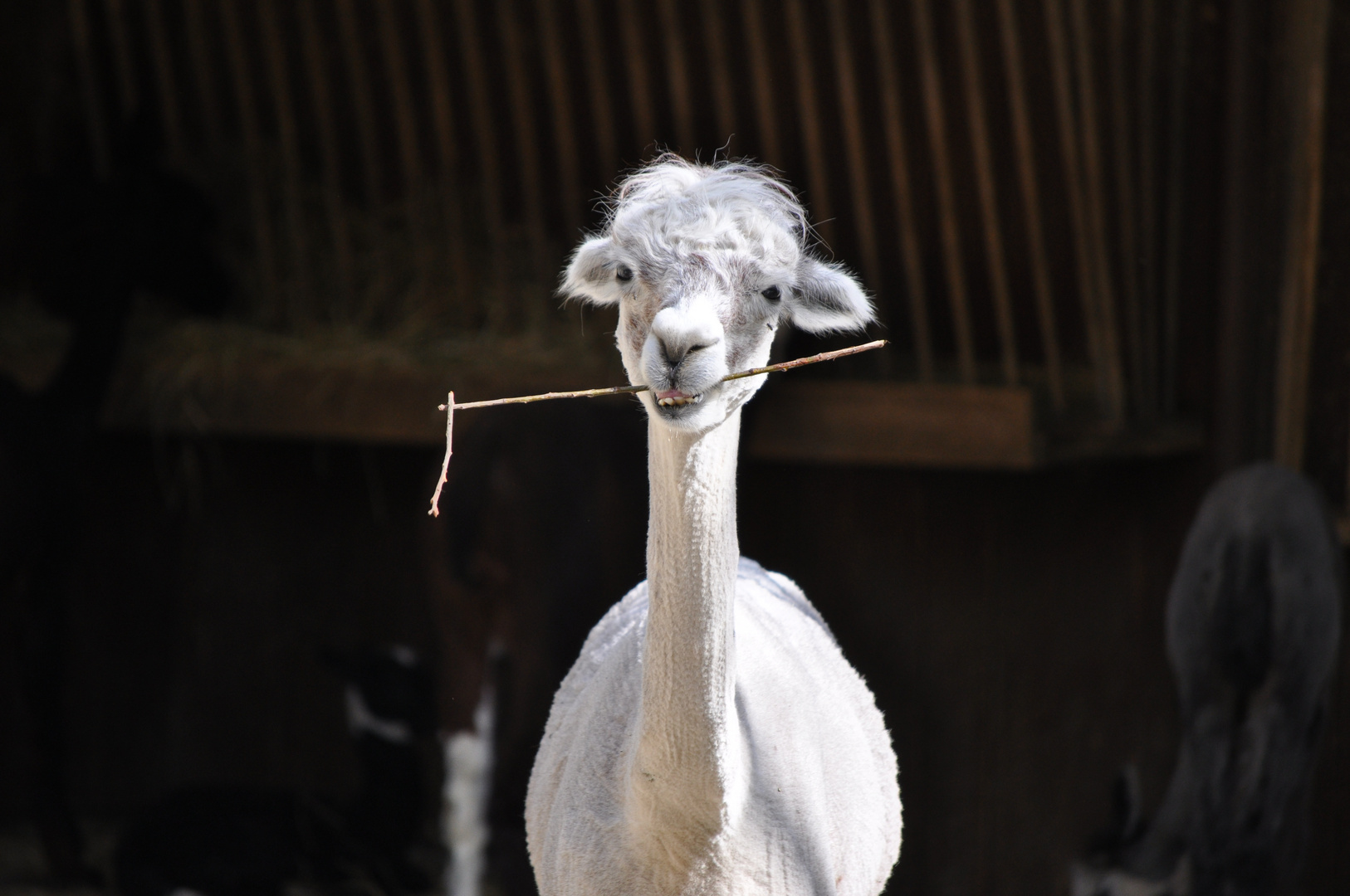Stöcklein Spielen Foto & Bild | tiere, zoo, wildpark & falknerei ...