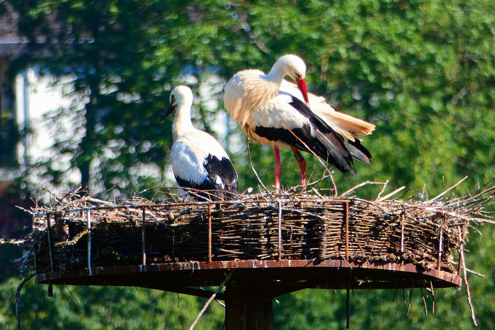 Störche Foto & Bild | fotos, natur, landschaft Bilder auf fotocommunity