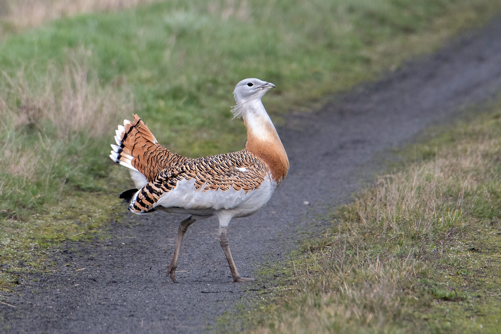 stolz Foto & Bild | tiere, wildlife, wild lebende vögel Bilder auf ...