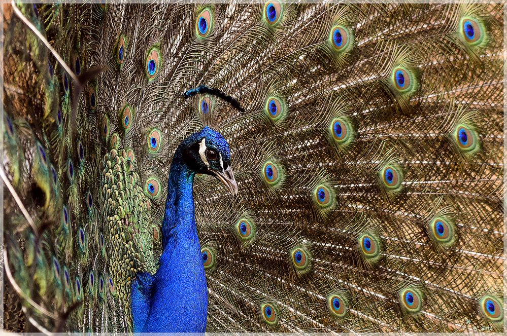 Stolz wie ein Pfau Foto & Bild | natur, zoo, tiere Bilder auf fotocommunity Stolz wie ein Pfau Foto & Bild | natur, zoo, tiere Bilder auf fotocommunity