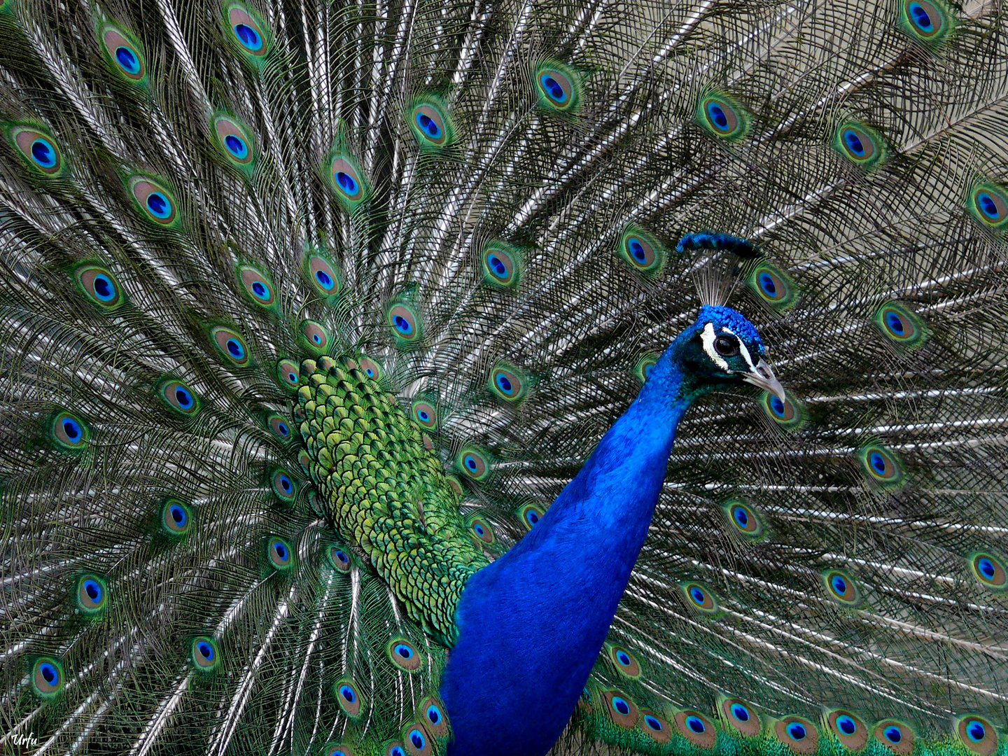stolz wie ein Pfau (1383) Foto & Bild | natur, zoo, tiere Bilder auf ... stolz wie ein Pfau (1383) Foto & Bild | natur, zoo, tiere Bilder auf ...