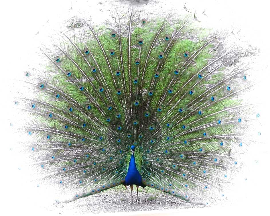 Stolz wie ein Pfau Foto & Bild | tiere, natur Bilder auf fotocommunity Stolz wie ein Pfau Foto & Bild | tiere, natur Bilder auf fotocommunity