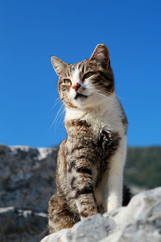 Stolze Katze Foto & Bild | tiere, haustiere, katzen Bilder auf fotocommunity