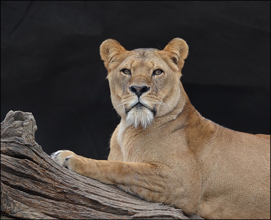 Stolze Lady !!! Foto & Bild | tiere, zoo, wildpark & falknerei ...