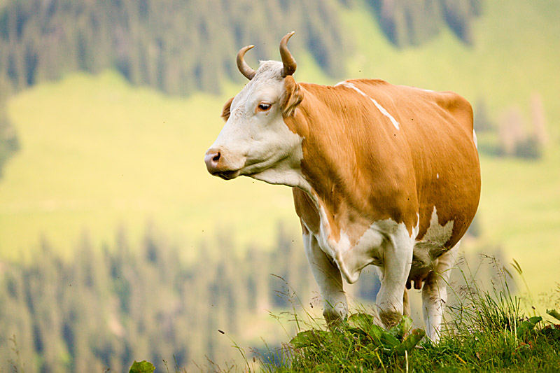 Stolze Simmentaler Kuh Foto & Bild | tiere, natur Bilder auf fotocommunity