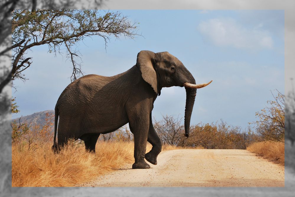 Stolzer Bulle Foto & Bild | tiere, wildlife, säugetiere Bilder auf ...