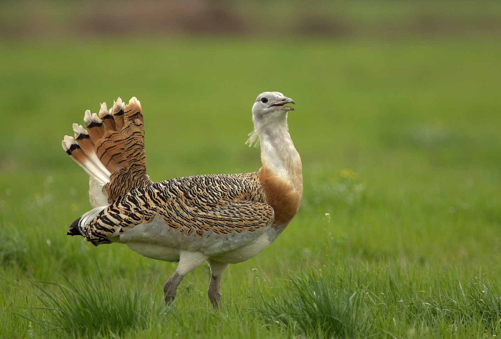 Stolzer Bursche Foto & Bild | tiere, wildlife, wild lebende vögel ...