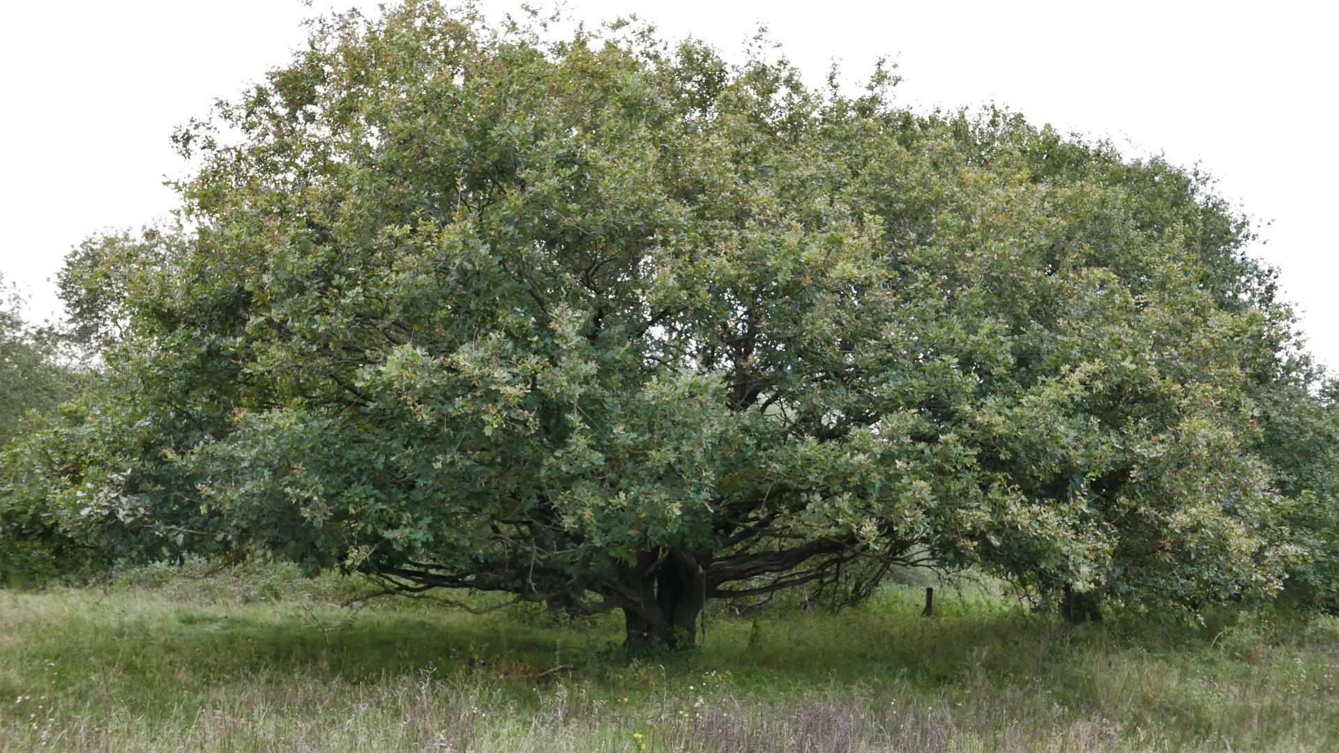 Stolzer Eichenbaum Foto & Bild | bäume, natur, herbststimmung Bilder ...